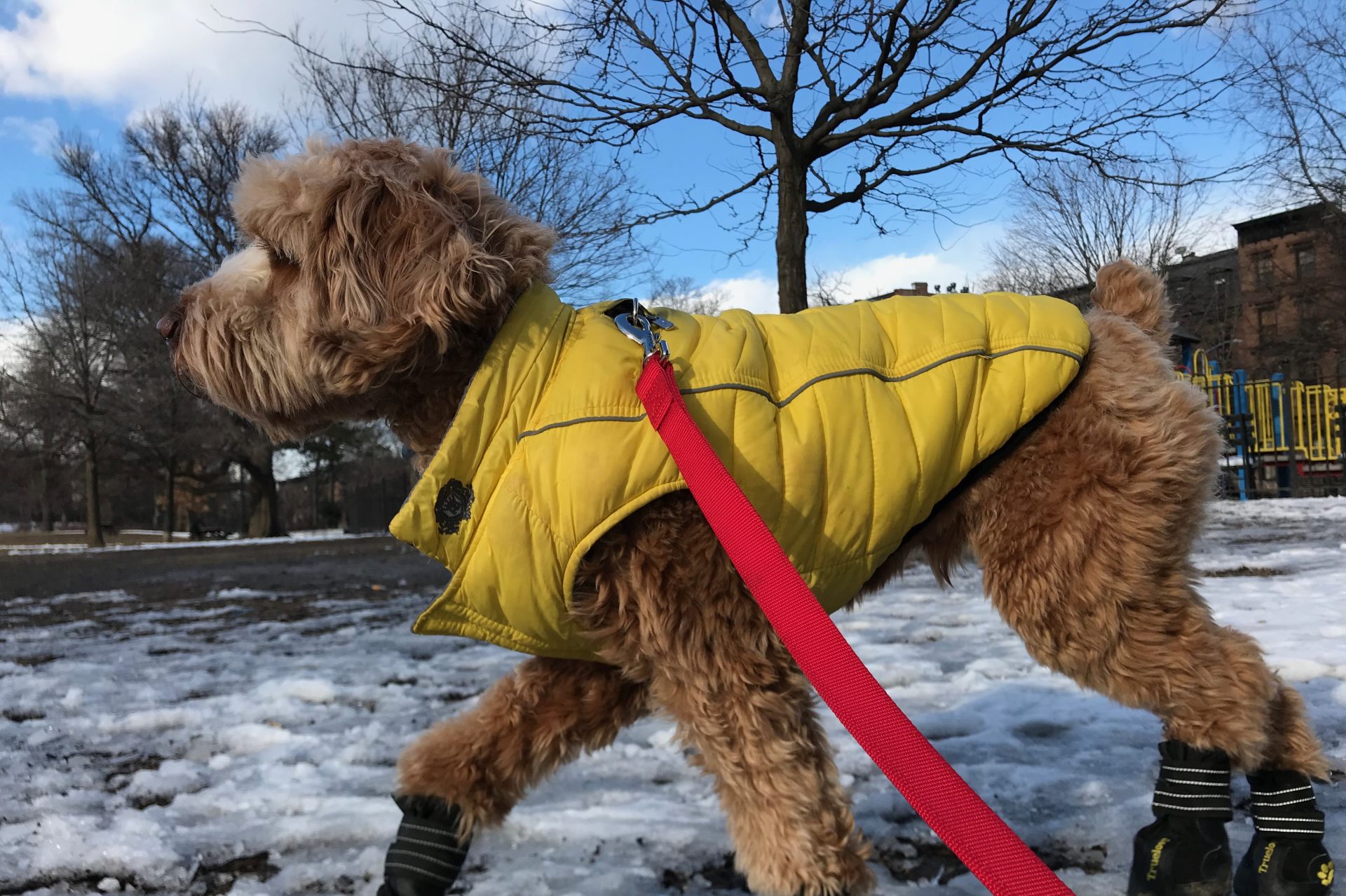 cropped-Flip-Flops.jpeg – Walkie Pawkies
